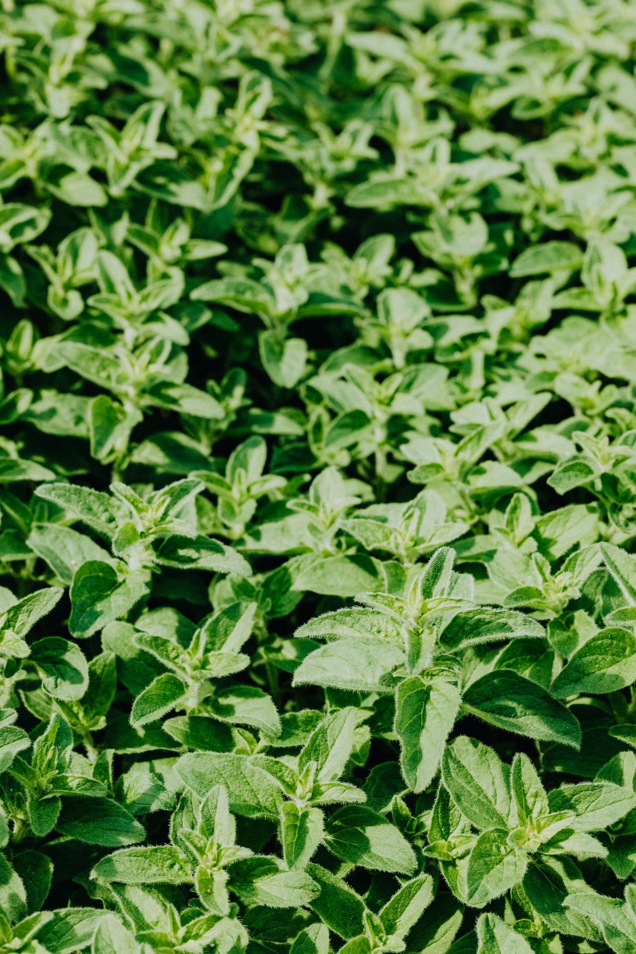 Unlocking the Potential of Oregano Oil: A Natural Powerhouse for Healt ...